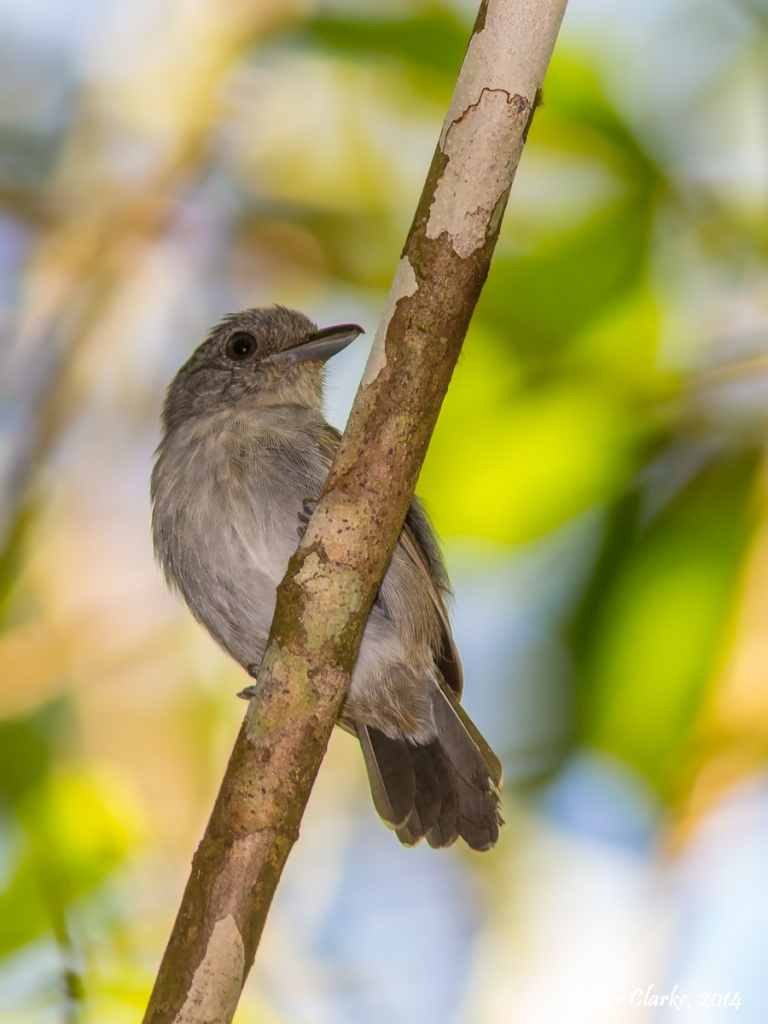 White-plumed Antbird - Kester Clarke Wildlife Photography