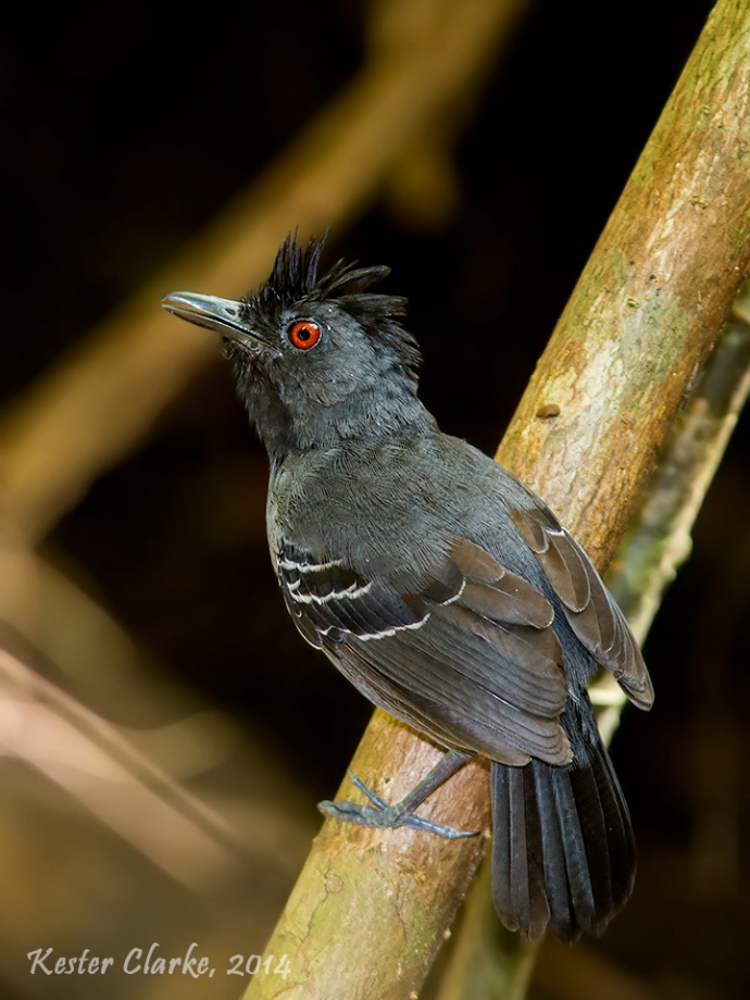 Silvered Antbird - Kester Clarke Wildlife Photography