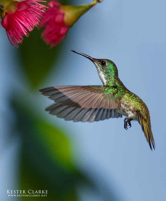 Hummingbirds - Kester Clarke Wildlife Photography