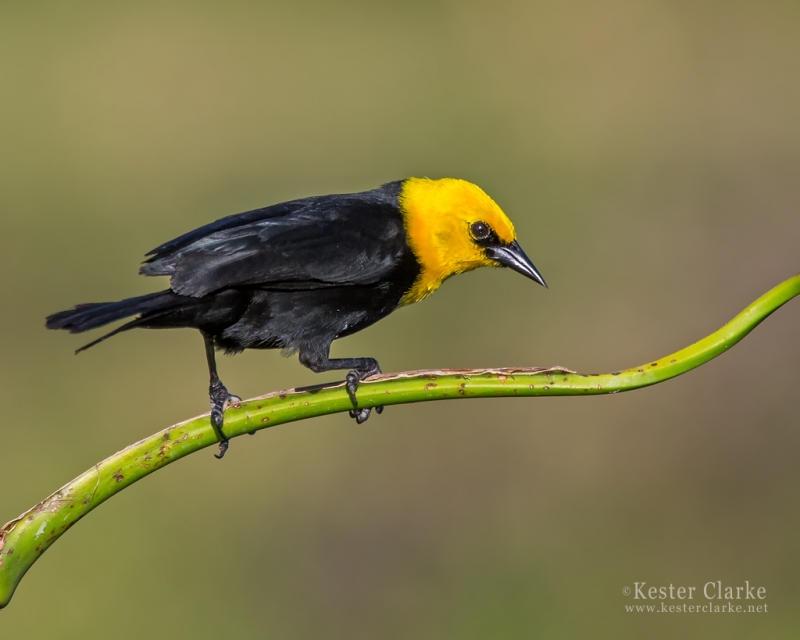 Troupials - Kester Clarke Wildlife Photography