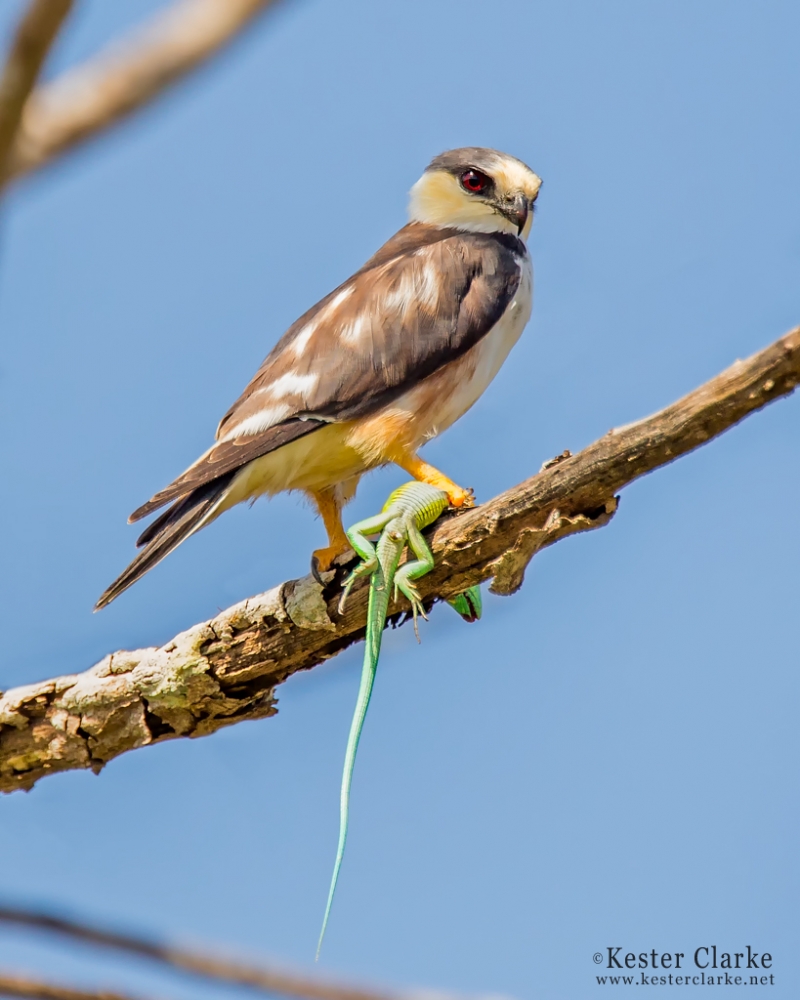 Laughing Falcon - Kester Clarke Wildlife Photography