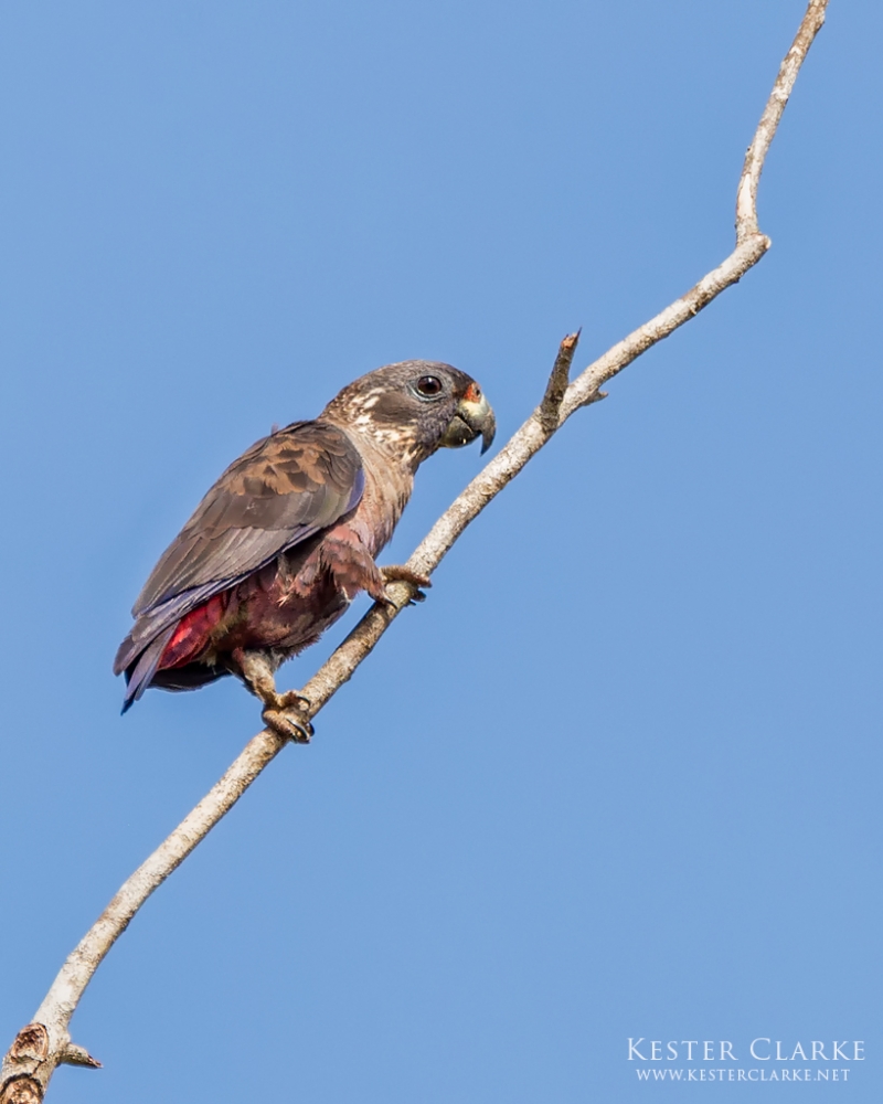 Parrots & Macaws - Kester Clarke Wildlife Photography