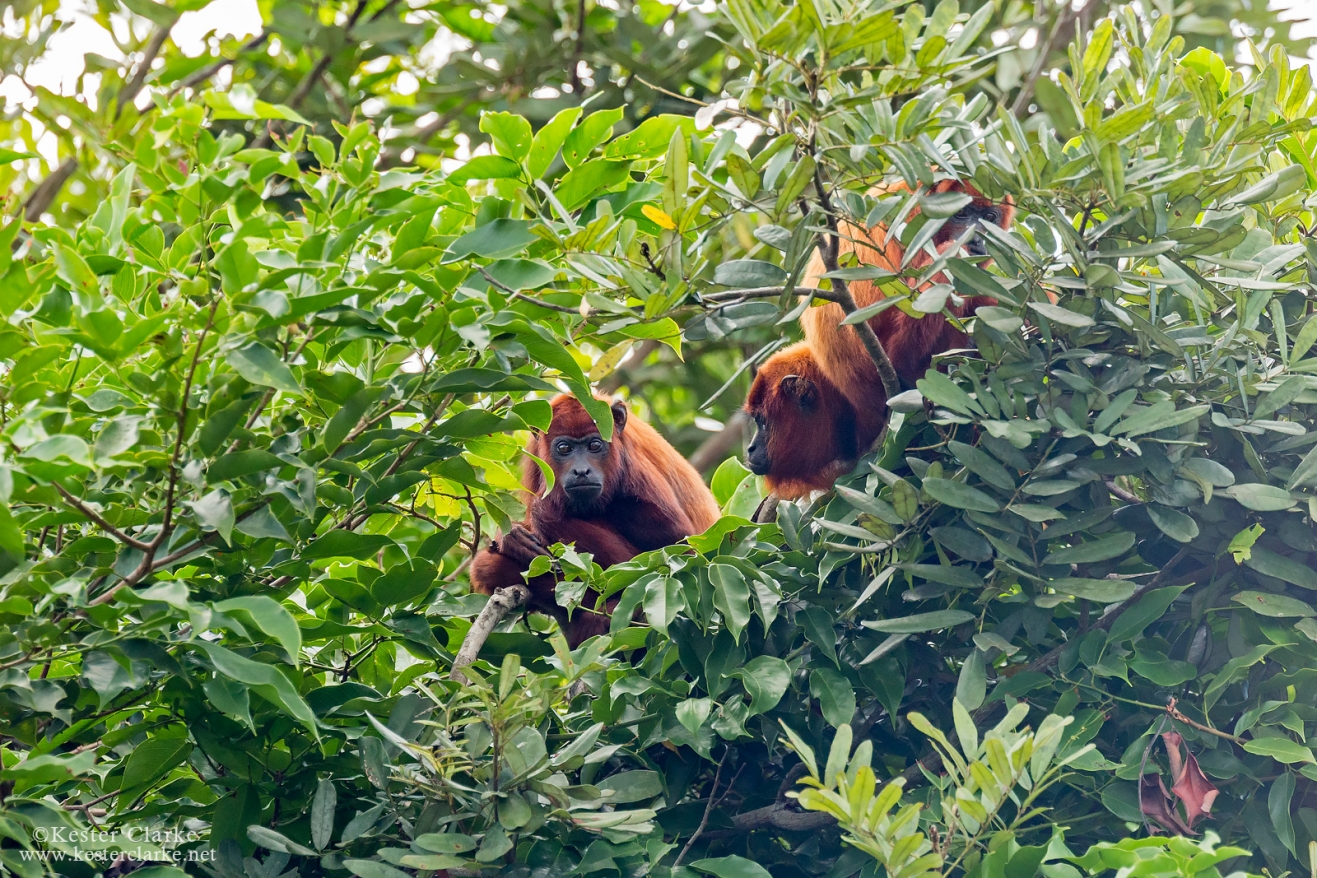 Tufted Capuchin - Kester Clarke Wildlife Photography