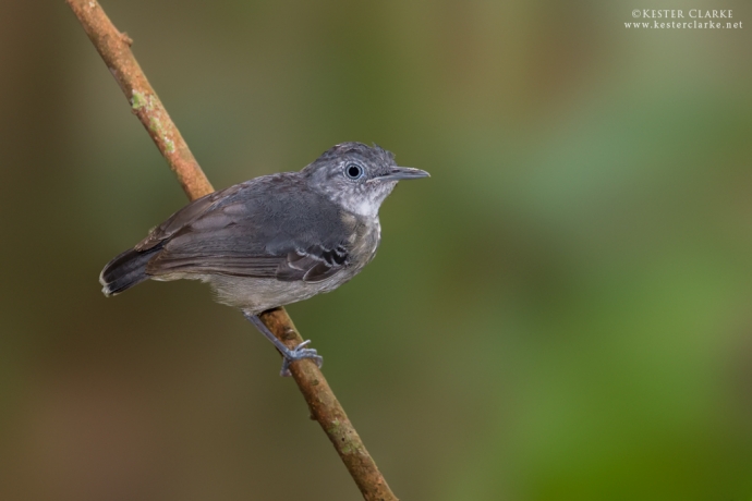 Silvered Antbird - Kester Clarke Wildlife Photography