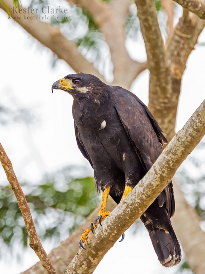 Laughing Falcon - Kester Clarke Wildlife Photography