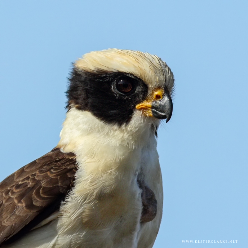 Harpy Eagle - Kester Clarke Wildlife Photography