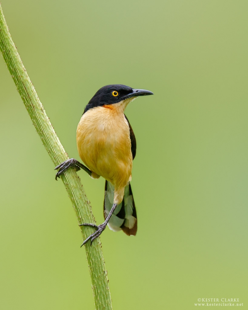 MotP - Song Birds - Kester Clarke Wildlife Photography