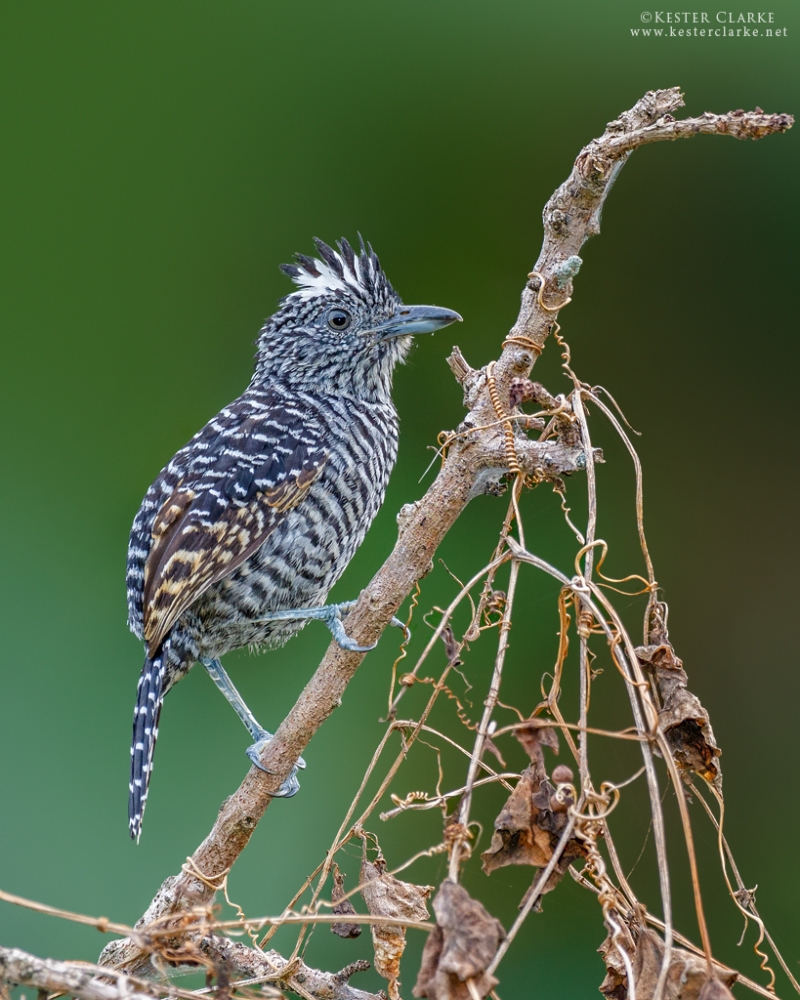 Silvered Antbird - Kester Clarke Wildlife Photography