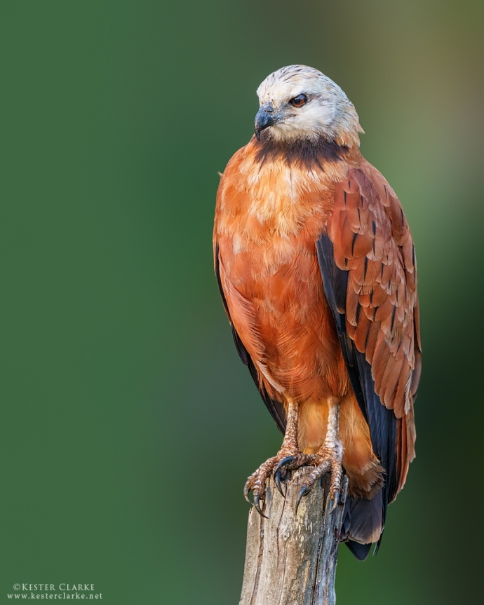 Great Black Hawk - Kester Clarke Wildlife Photography