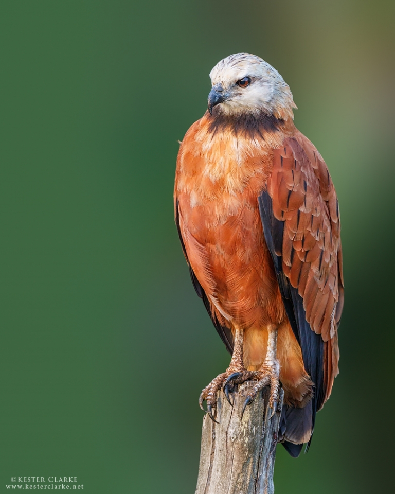 Laughing Falcon - Kester Clarke Wildlife Photography
