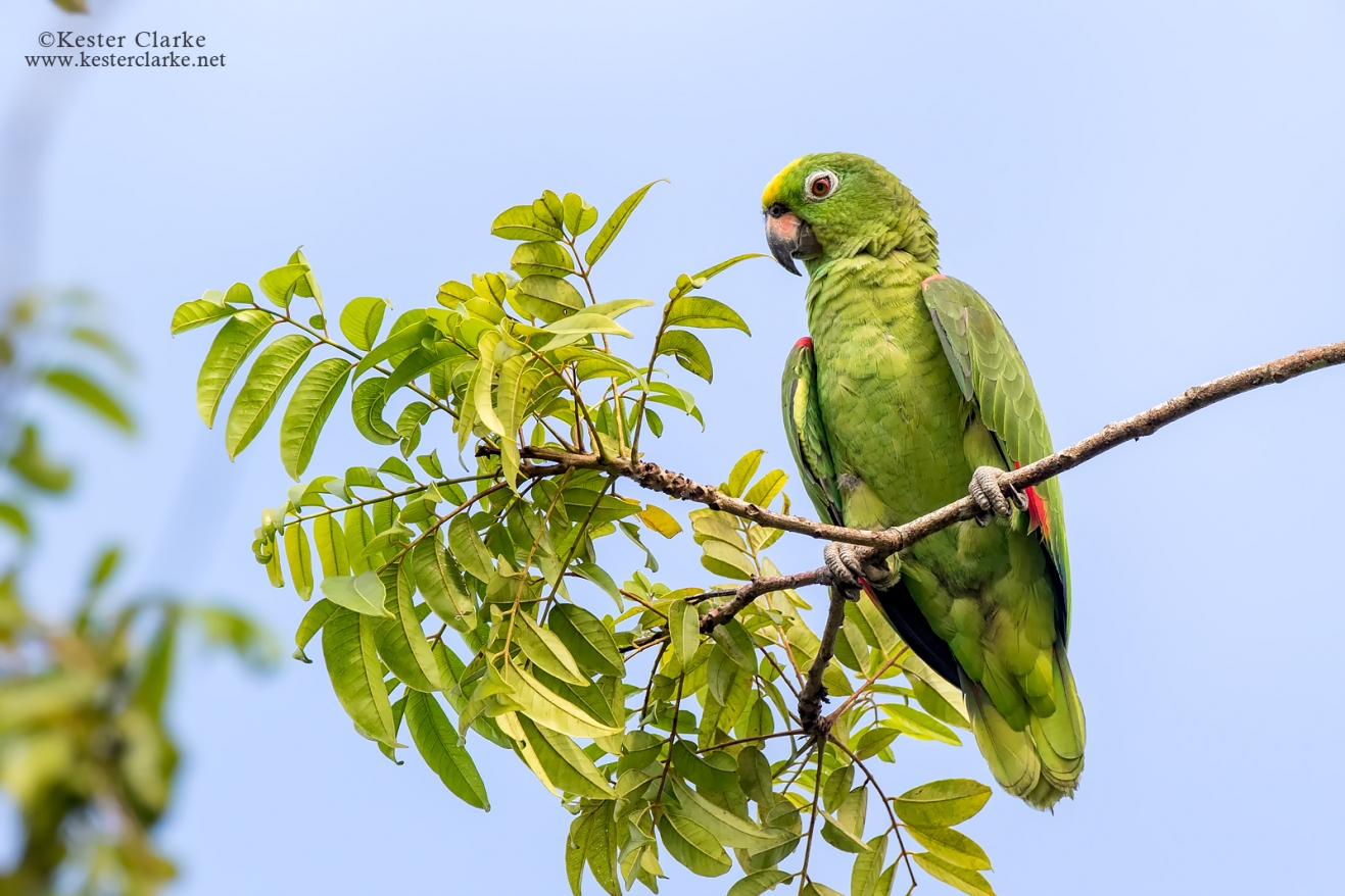 Blue-and-yellow Macaw - Kester Clarke Wildlife Photography
