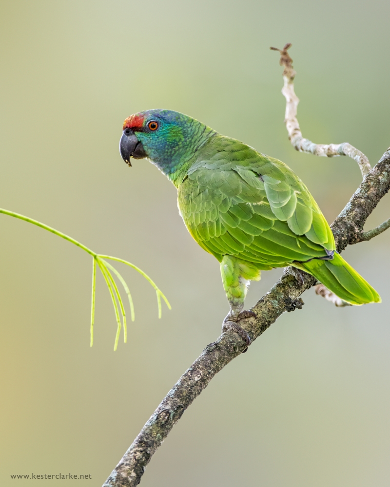 Red-shouldered Macaw - Kester Clarke Wildlife Photography