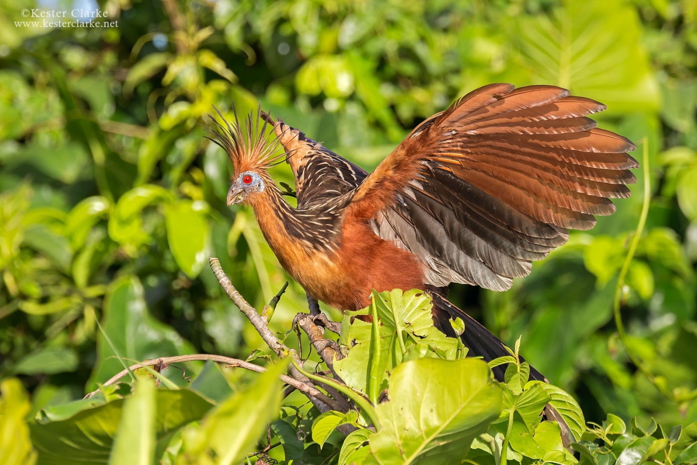 Hoatzin - Kester Clarke Wildlife Photography