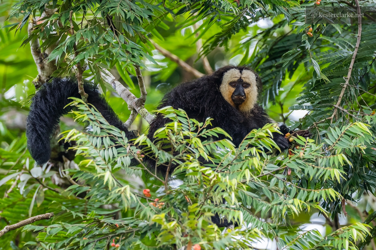 Tufted Capuchin - Kester Clarke Wildlife Photography