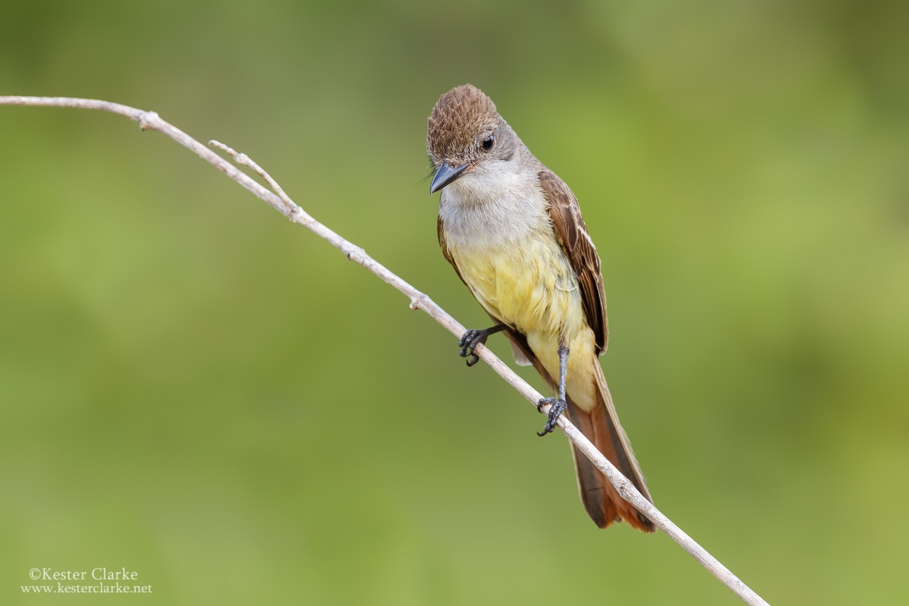 Gray Kingbird - Kester Clarke Wildlife Photography