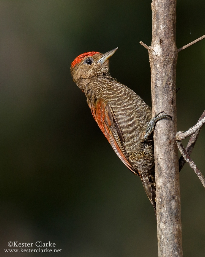 Cream-coloured Woodpecker - Kester Clarke Wildlife Photography