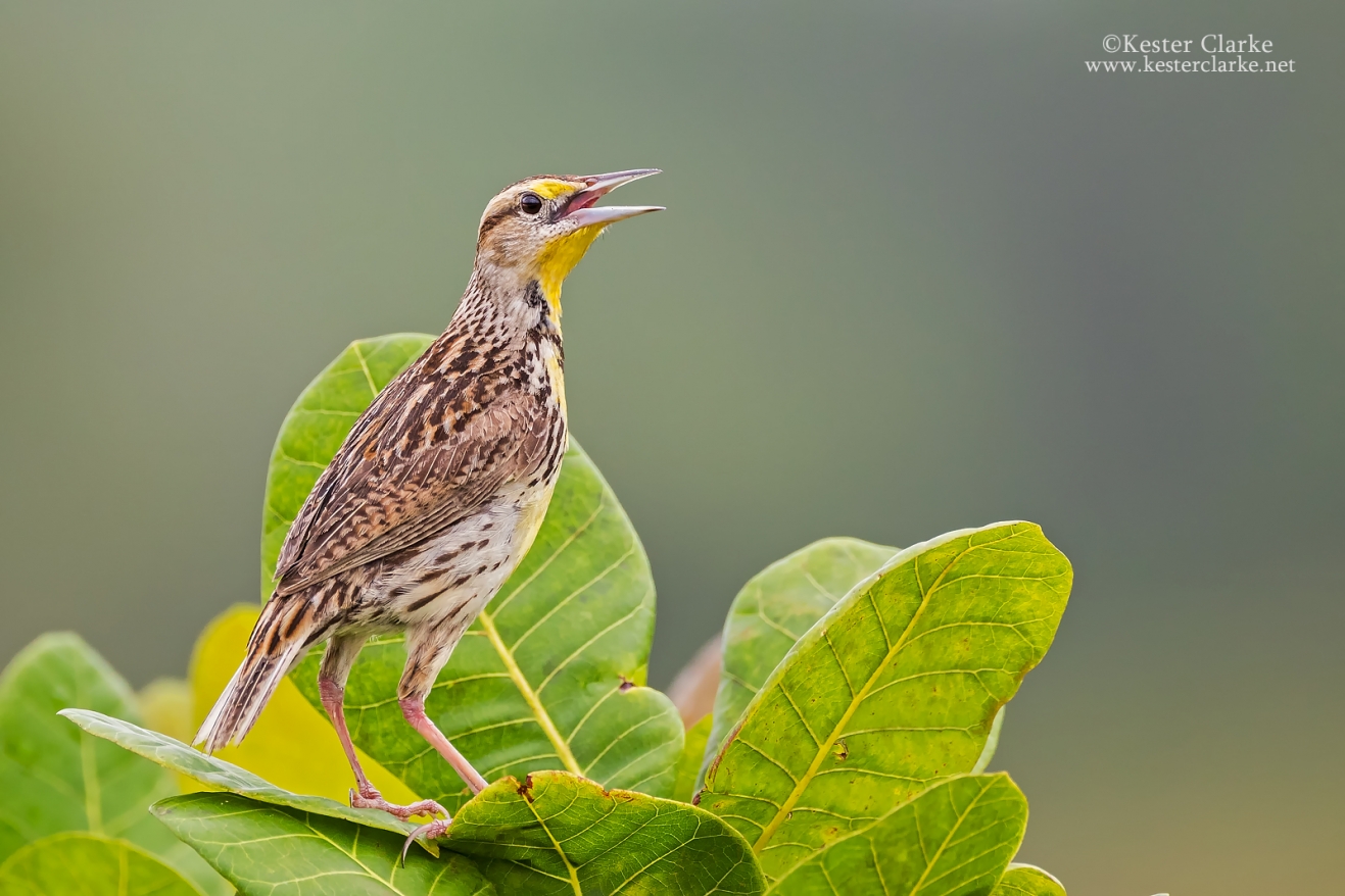 Bobolink - Kester Clarke Wildlife Photography