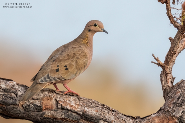 Pigeons & Doves - Kester Clarke Wildlife Photography