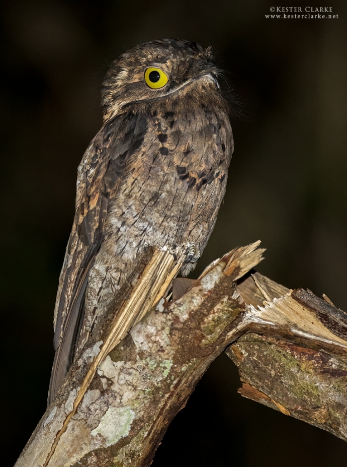 Oilbird, Nightjars & Potoos - Kester Clarke Wildlife Photography
