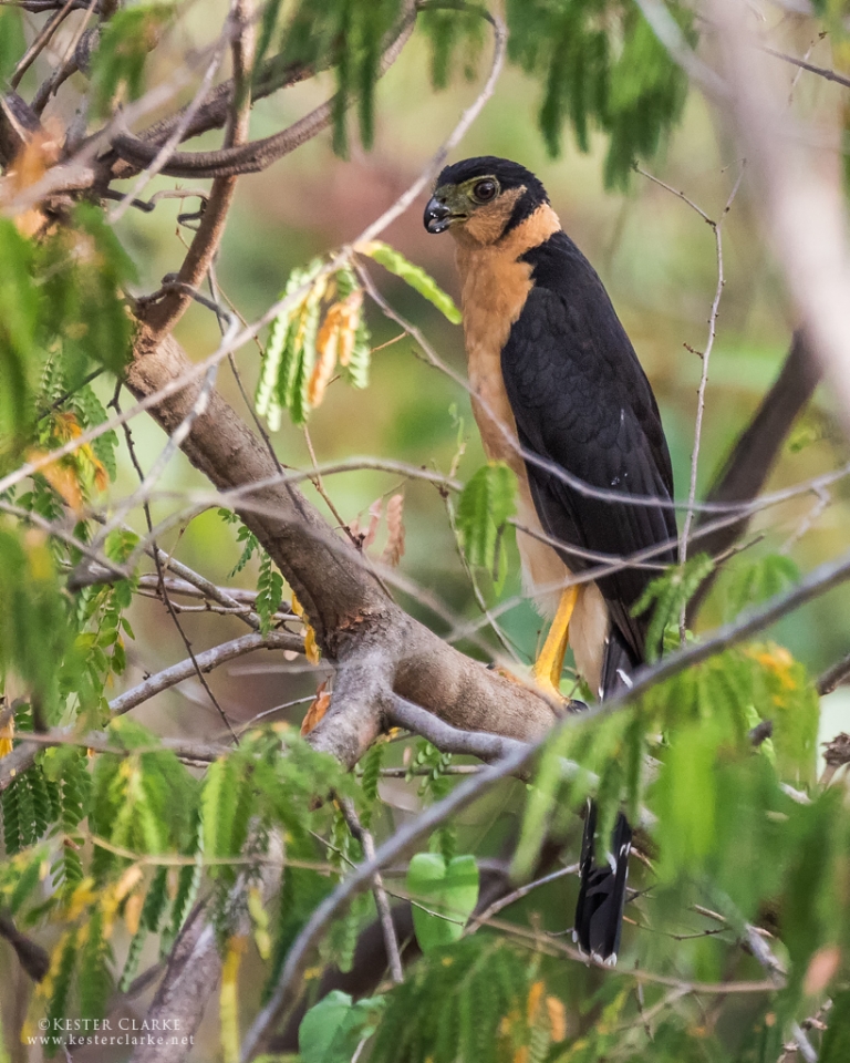 Laughing Falcon - Kester Clarke Wildlife Photography