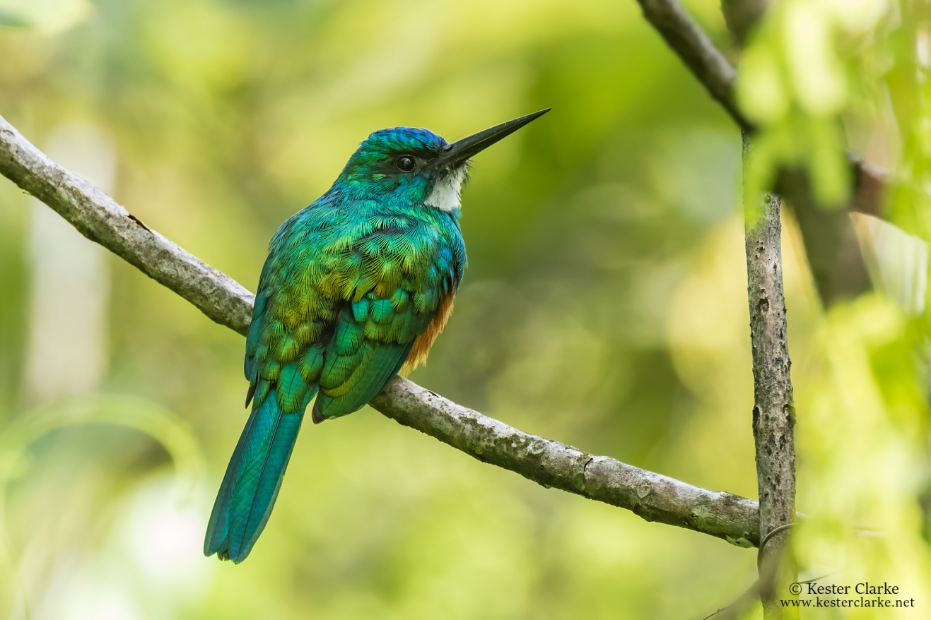 Jacamars - Kester Clarke Wildlife Photography