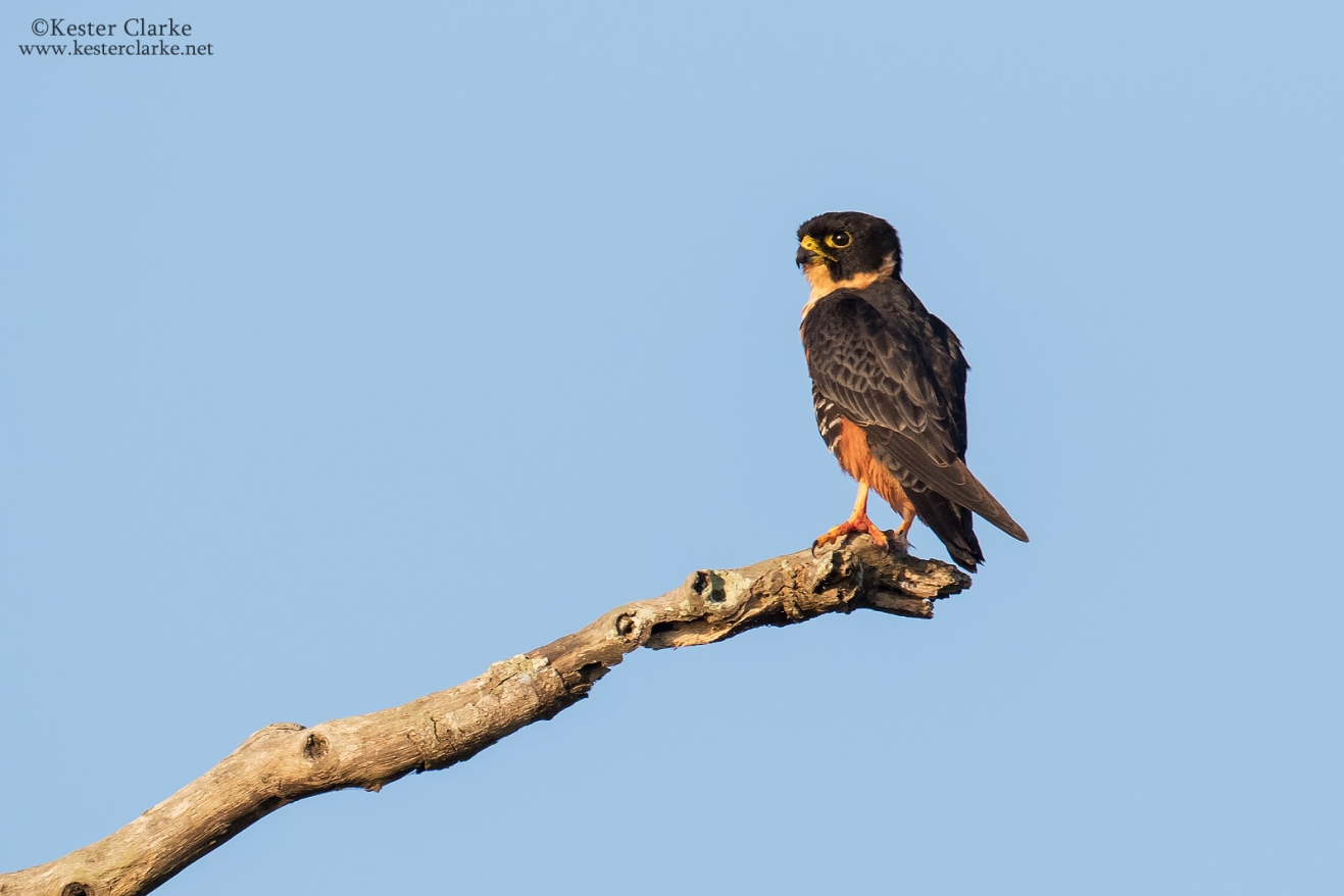 Laughing Falcon - Kester Clarke Wildlife Photography