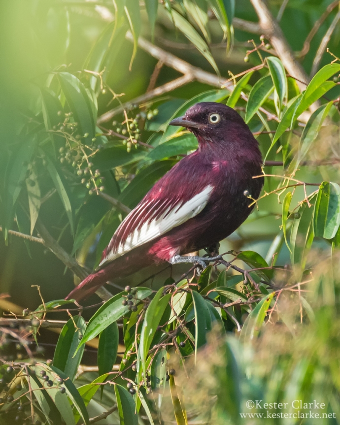 Cotingas - Kester Clarke Wildlife Photography