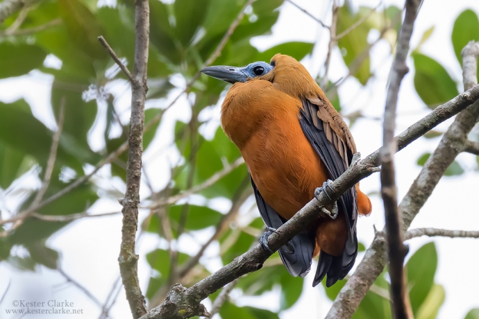Cotingas - Kester Clarke Wildlife Photography