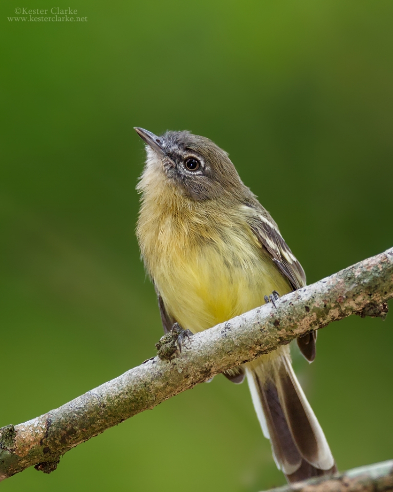 Gray Kingbird - Kester Clarke Wildlife Photography
