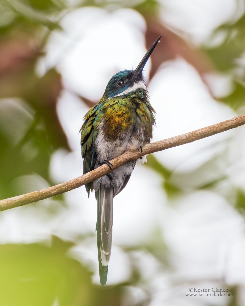 Paradise Jacamar - Kester Clarke Wildlife Photography