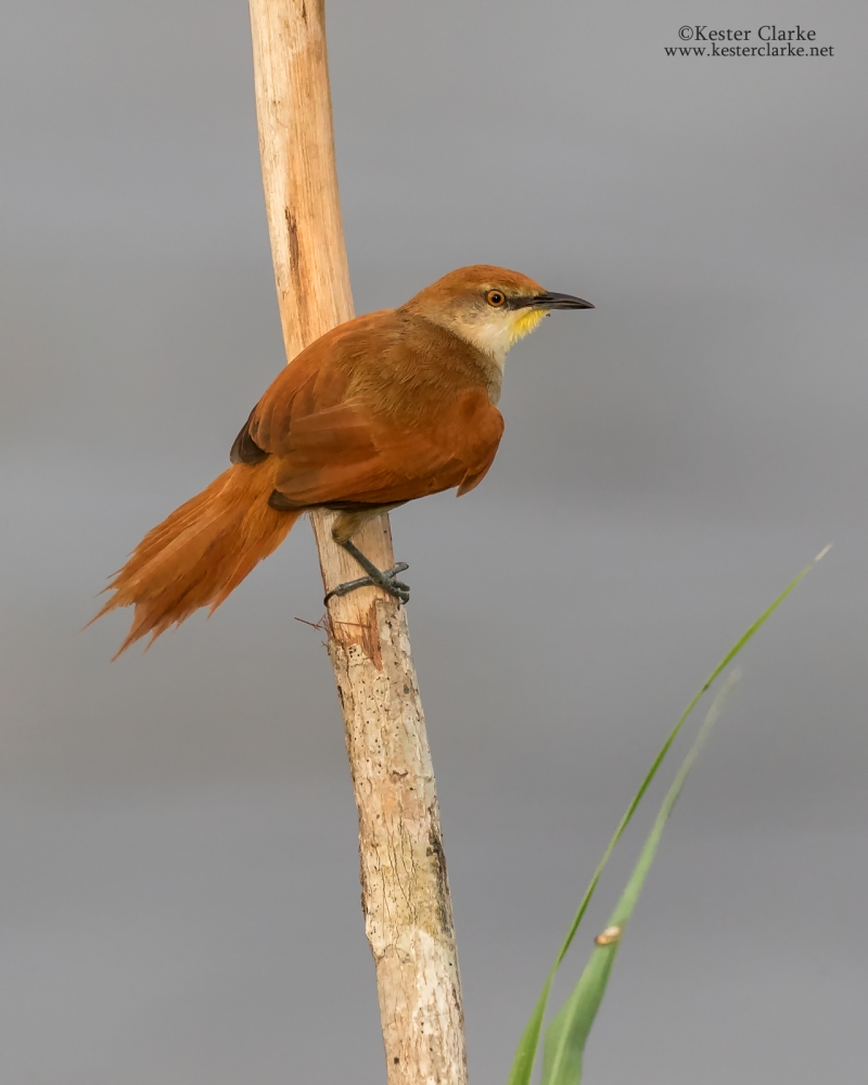 Pale-breasted Spinetail - Kester Clarke Wildlife Photography