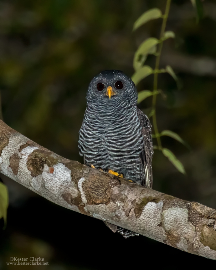 Owls - Kester Clarke Wildlife Photography