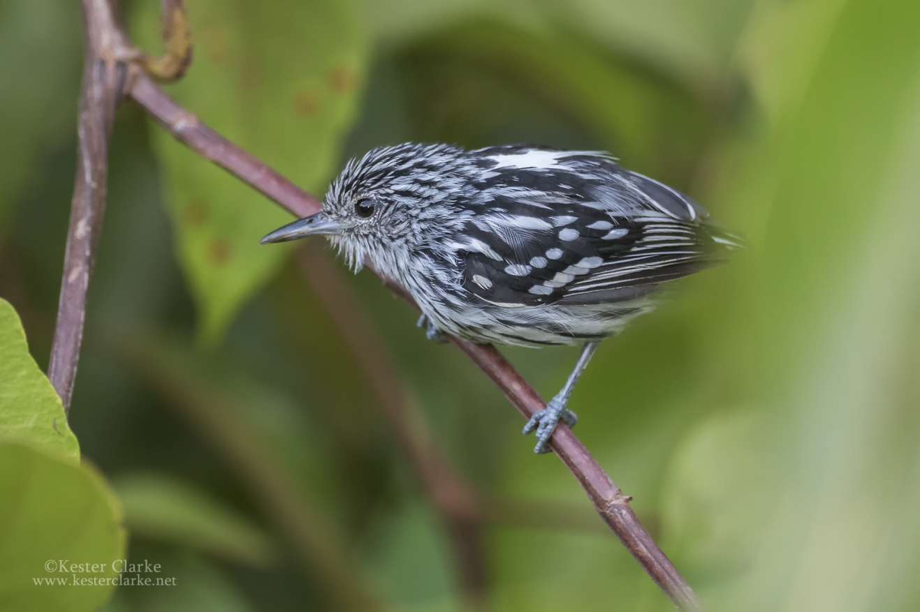Brown-bellied Antwren - Kester Clarke Wildlife Photography