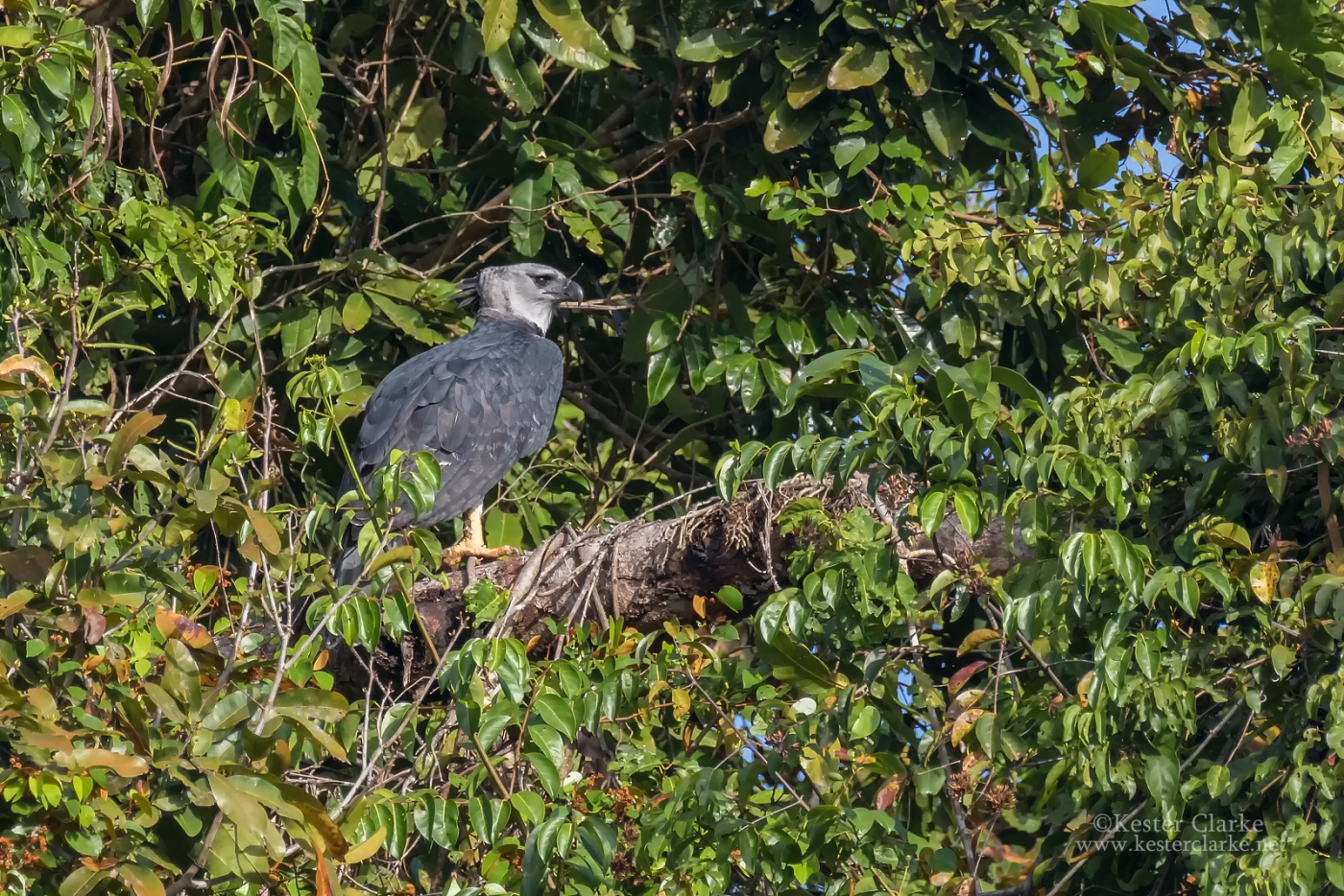 Laughing Falcon - Kester Clarke Wildlife Photography