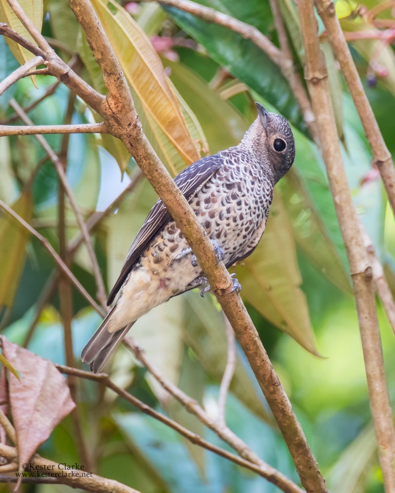 Pompadour Cotinga - Kester Clarke Wildlife Photography