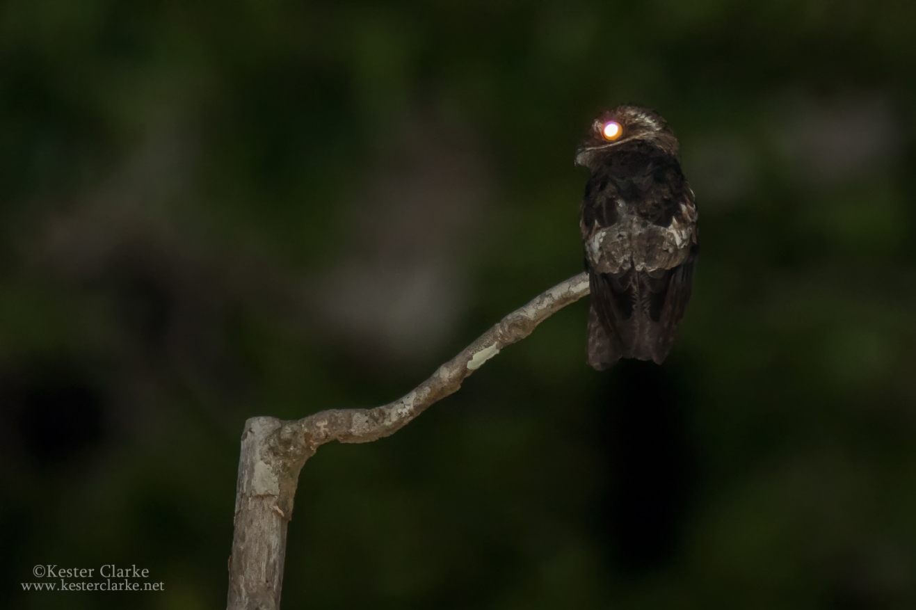 Great Potoo - Kester Clarke Wildlife Photography