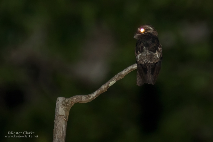 Oilbird, Nightjars & Potoos - Kester Clarke Wildlife Photography