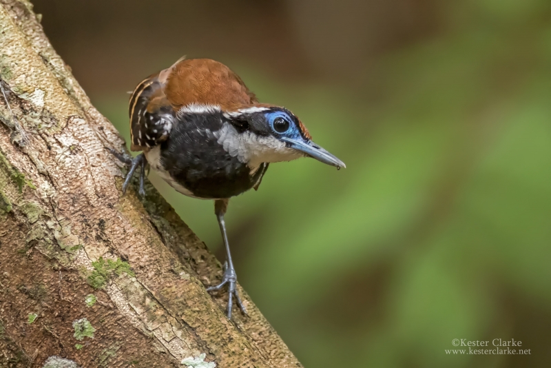 White-plumed Antbird - Kester Clarke Wildlife Photography