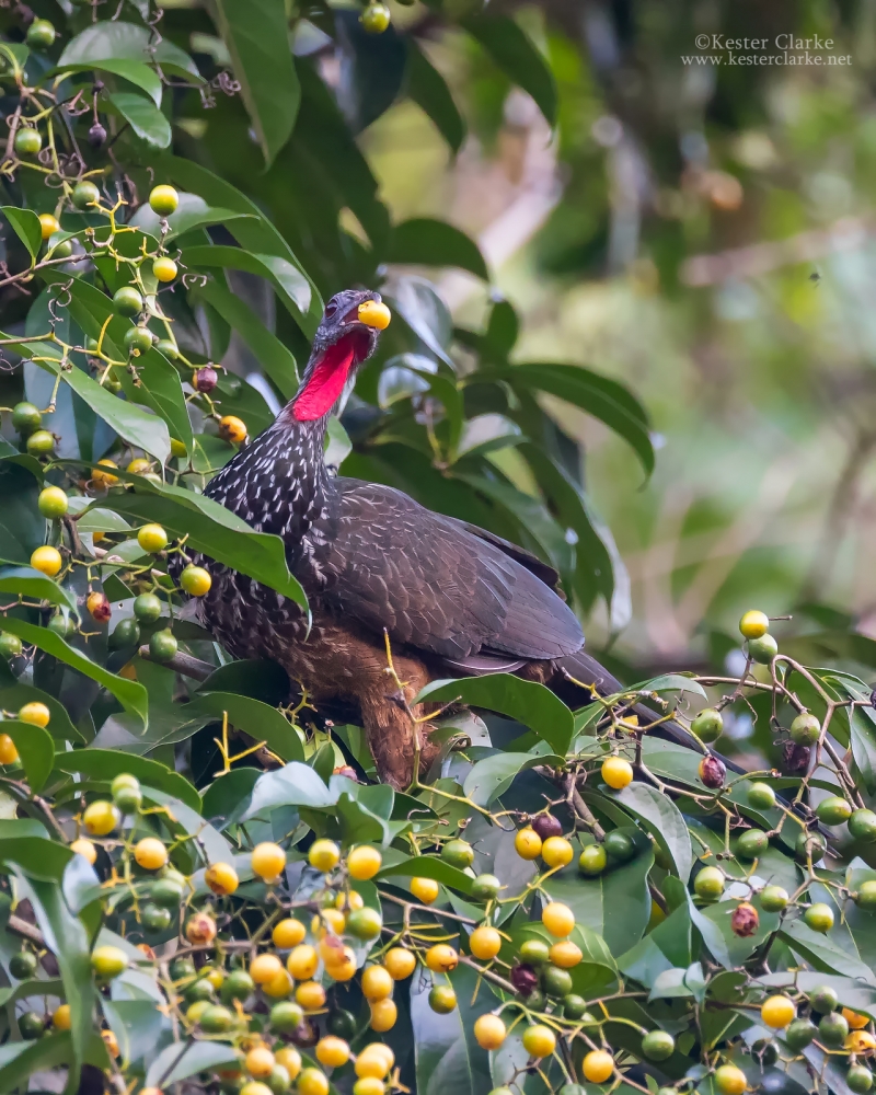 Guans, Curassow & Quails - Kester Clarke Wildlife Photography