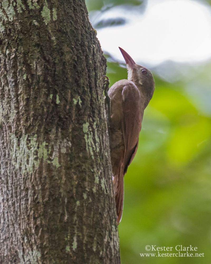 Woodcreepers - Kester Clarke Wildlife Photography