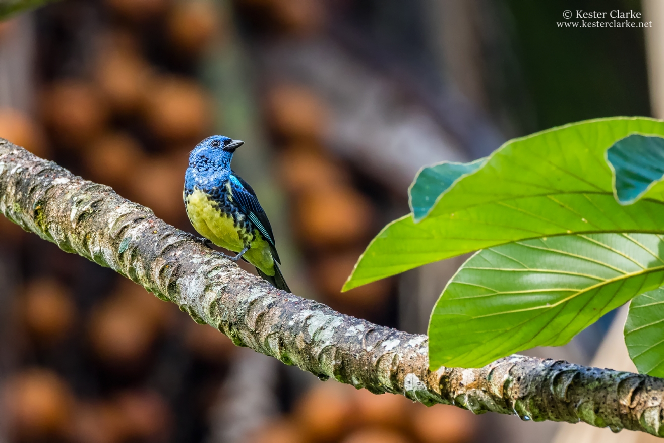 Tanagers - Kester Clarke Wildlife Photography