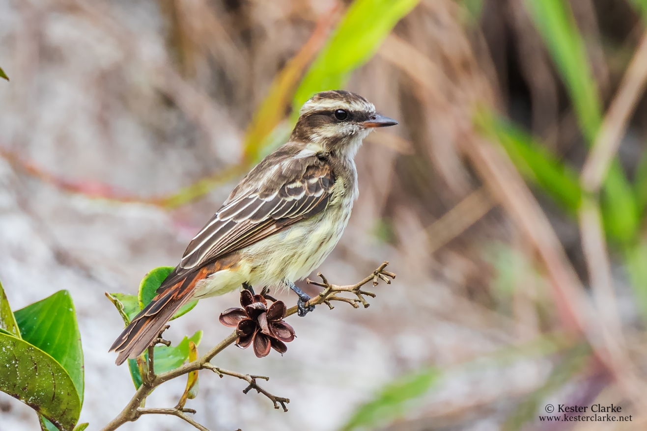 Bearded Tachuri - Kester Clarke Wildlife Photography