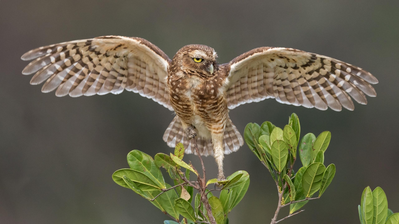 Kester Clarke Wildlife Photography