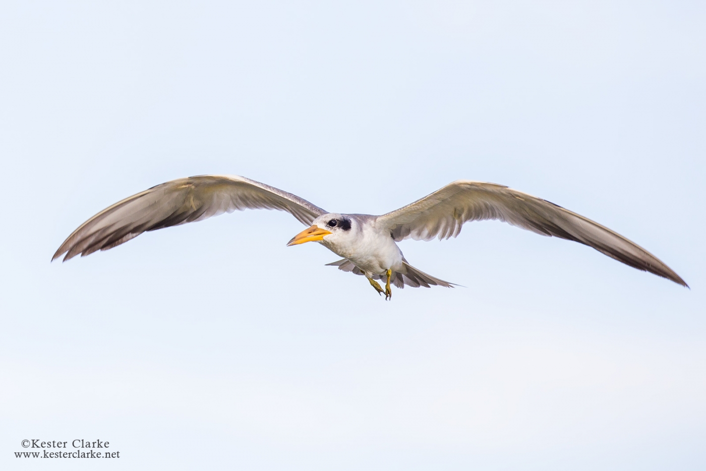 Gulls, Terns & Skimmers - Kester Clarke Wildlife Photography