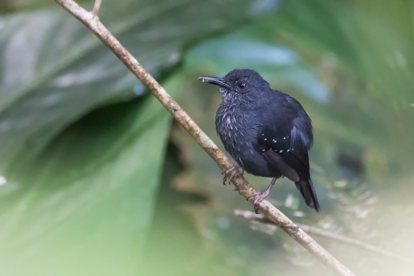 Dusky Antbird - Kester Clarke Wildlife Photography