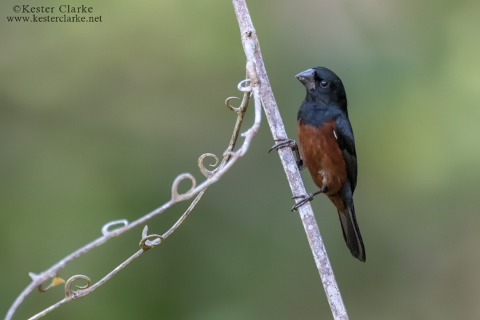 Chestnut-bellied Seedeater - Kester Clarke Wildlife Photography