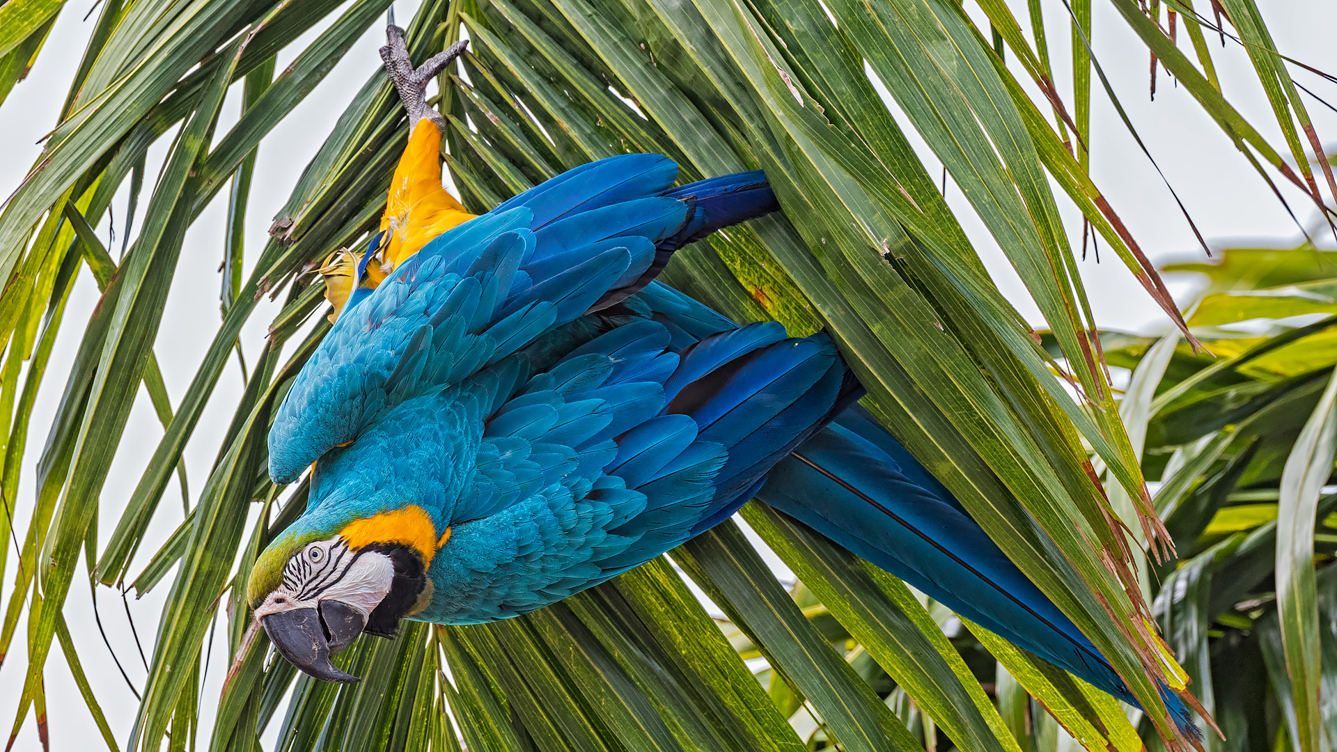 MotP - Other Birds - Kester Clarke Wildlife Photography