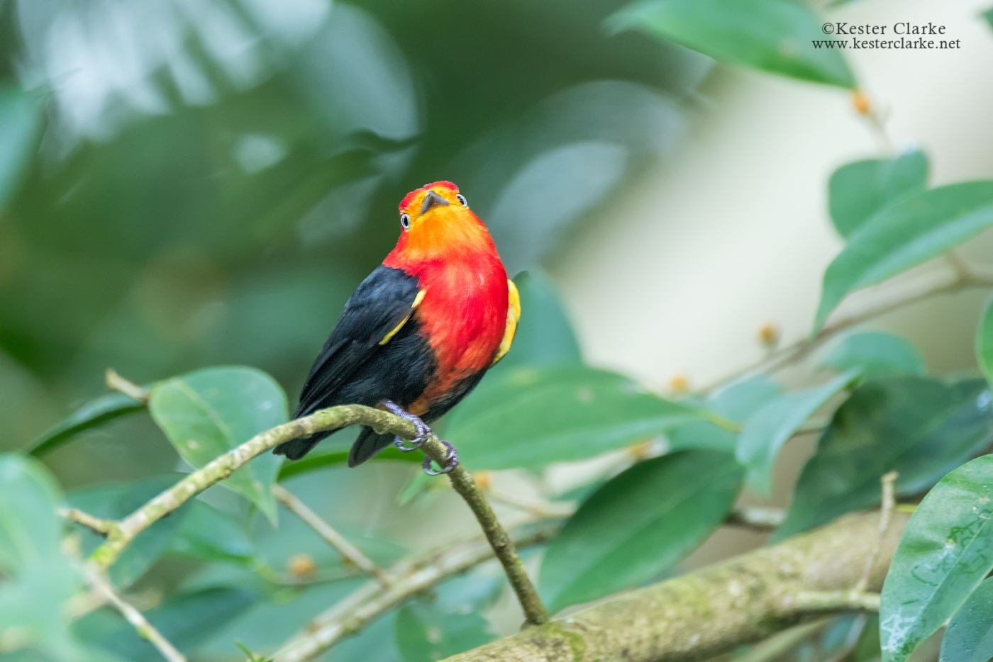 Manakins - Kester Clarke Wildlife Photography