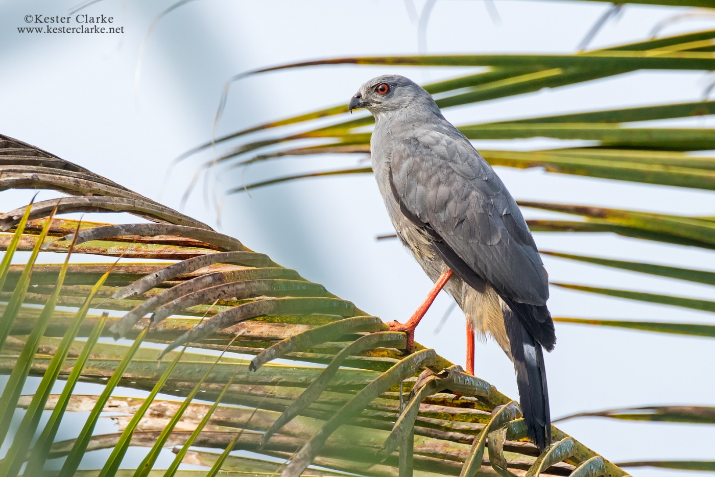 Laughing Falcon - Kester Clarke Wildlife Photography