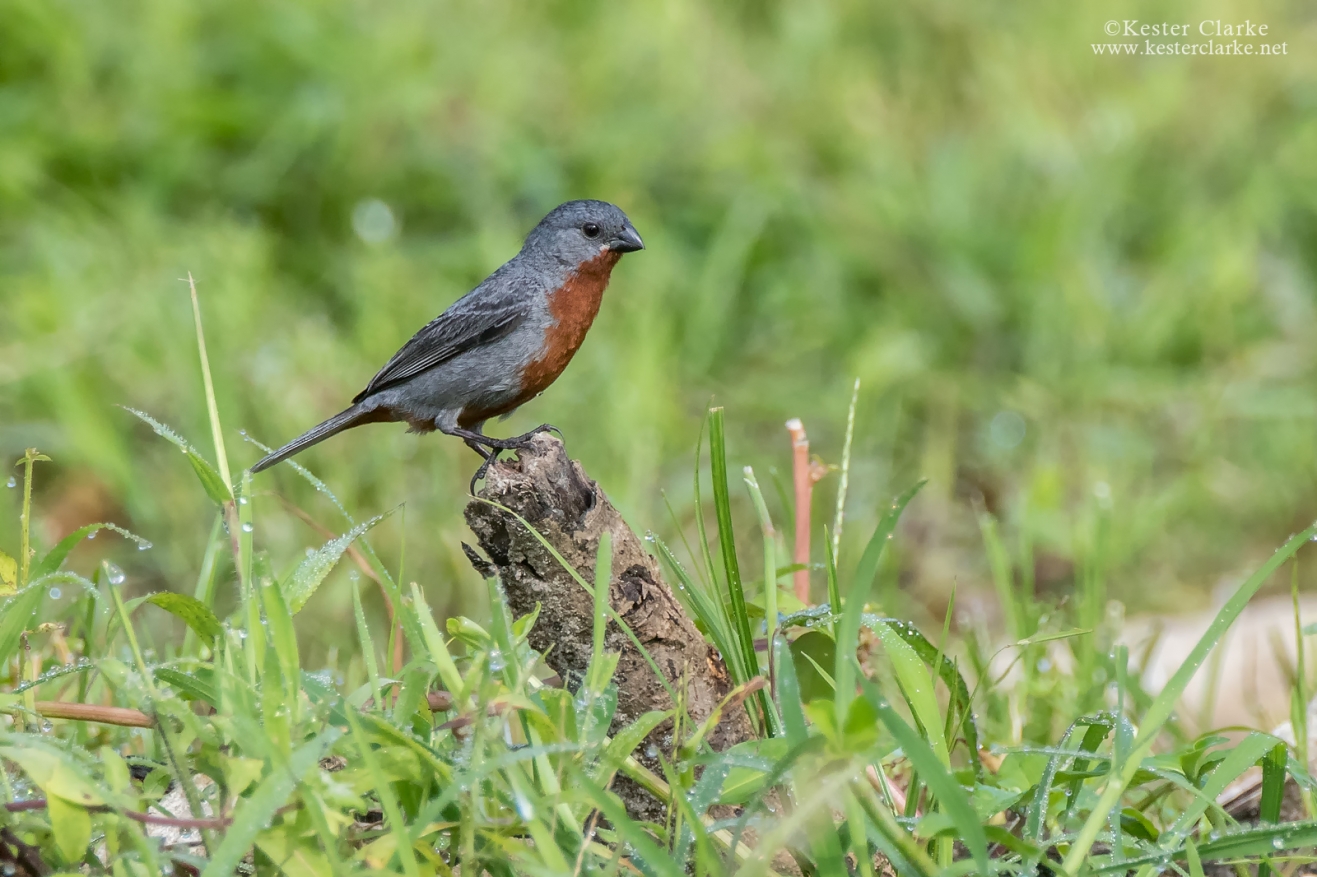 Blue-black Grassquit - Kester Clarke Wildlife Photography